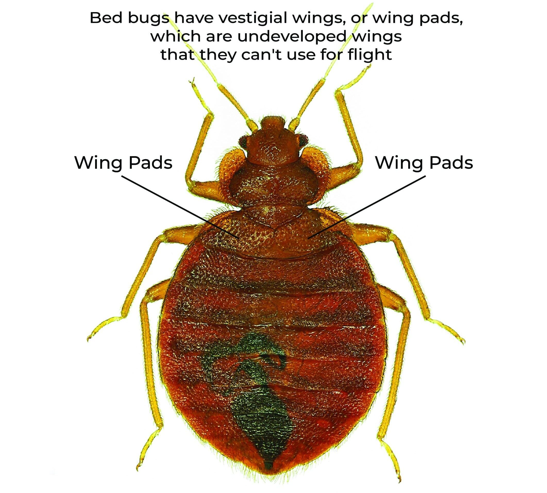 Can Bed Bugs Fly? Bed Bugs Have 2 Wing Pads But Cant Fly