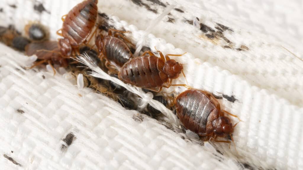 How To Tell If You Have Bed Bugs In Australia? 5 Early Signs