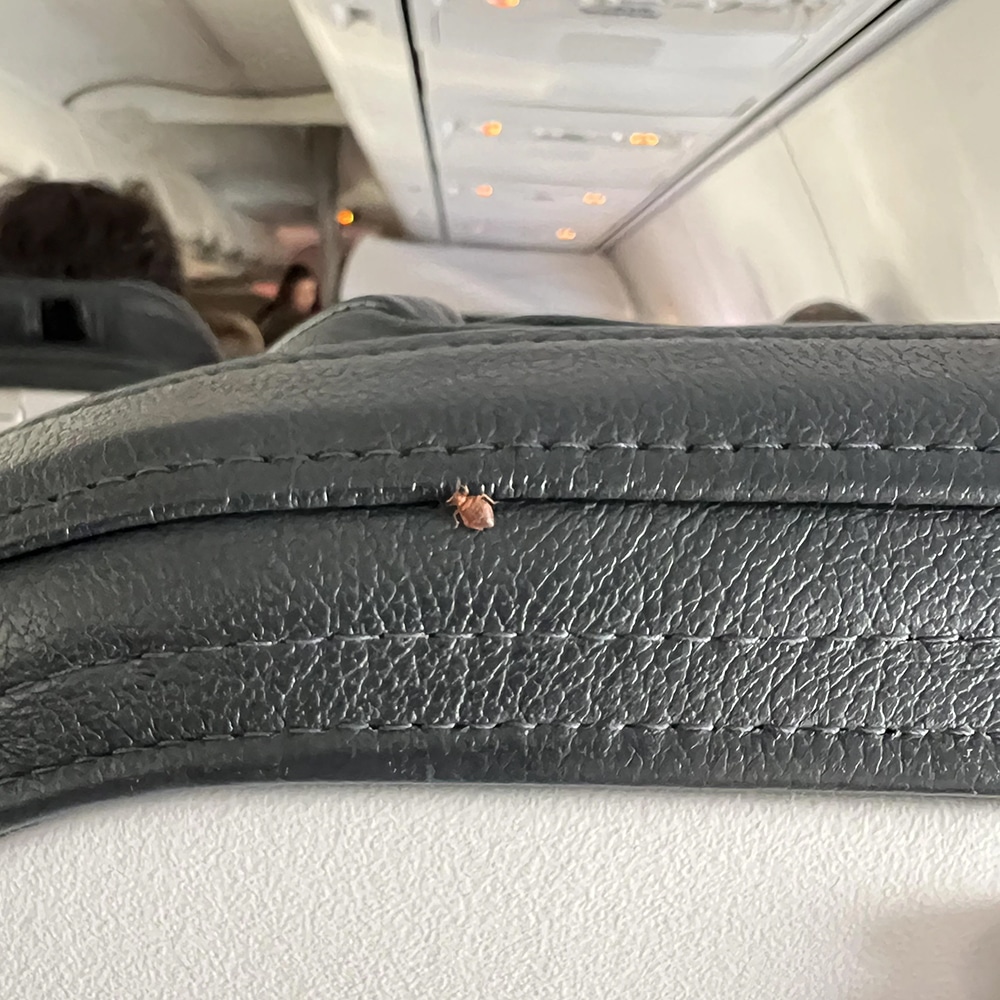 Bed Bugs On Aeroplanes: 5 Things You Need To Know About