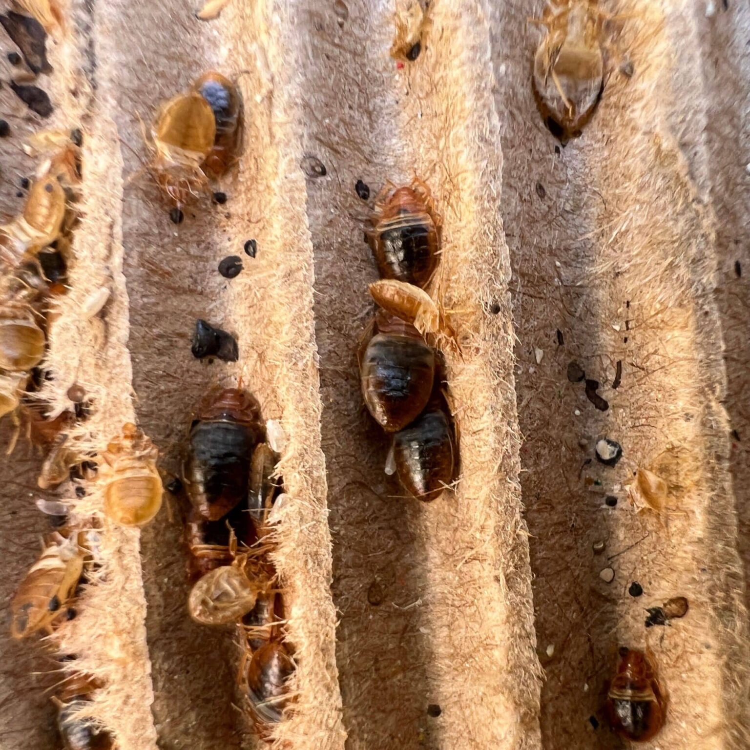 5 Early Signs Of Bed Bugs - Knowing The Signs Is Important