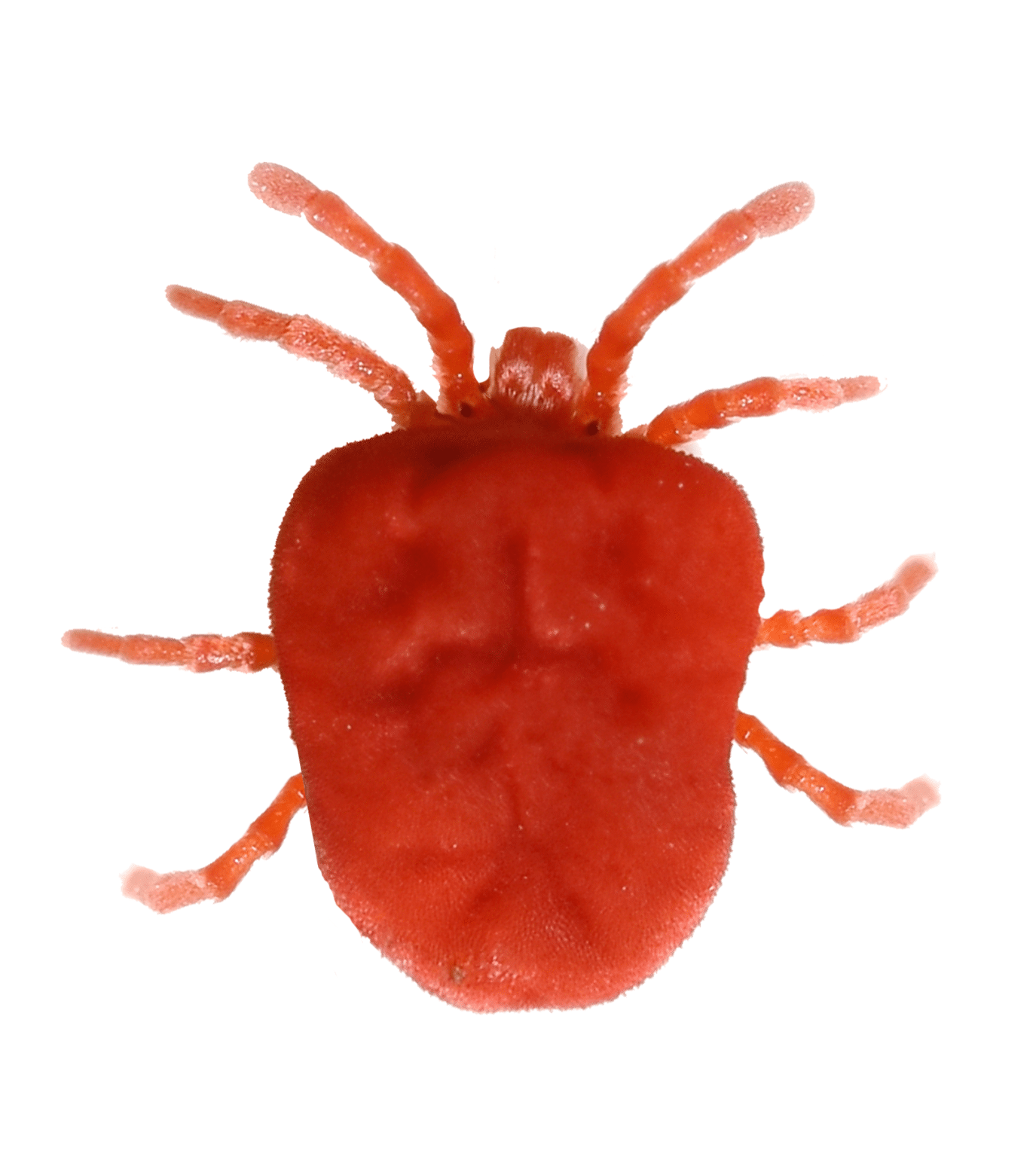 Are Bird Mites Harmful? 7 Facts About Bites And Allergies