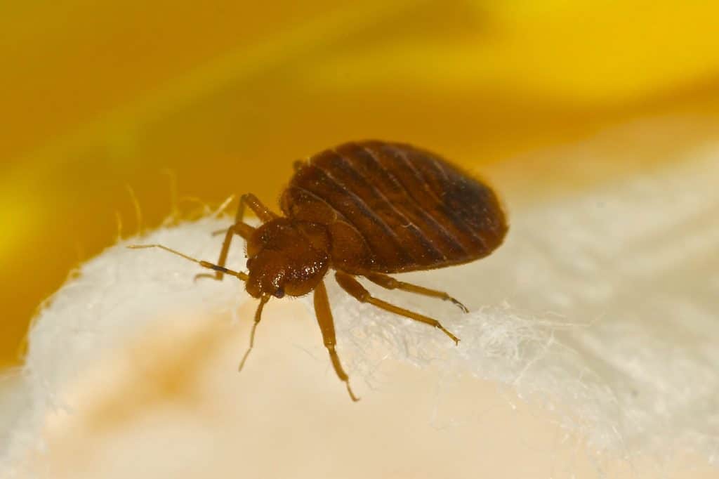 5 Surprising Facts: Can Bed Bugs Live Inside Your Body?