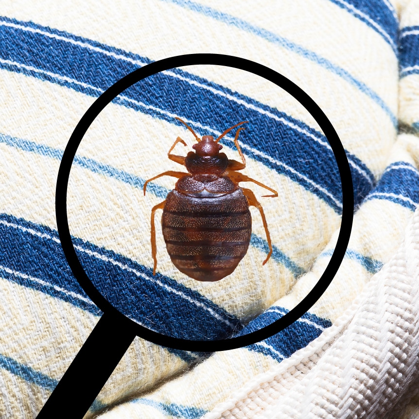 Bed Bug Identification: 6 Signs & Symptoms You Need To Know