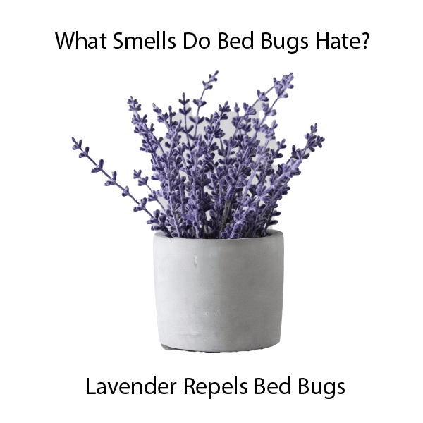 What Smells Do Bed Bugs Hate The Most 16 Smells That Repel