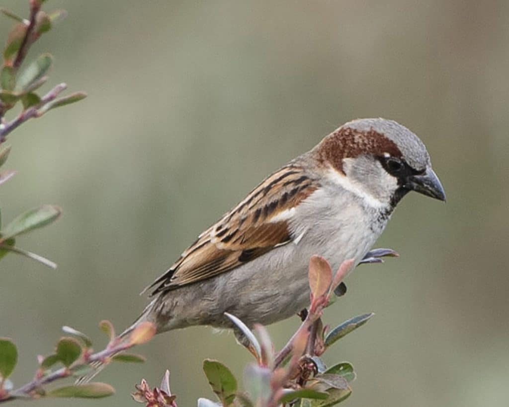 Bird Mites 101: 5 Key Facts Every Homeowner Should Know